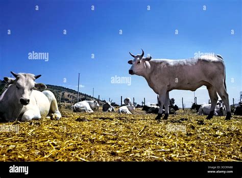 Chianina Cows Famous For Bistecca Fiorentino Steaks Tuscany Italy