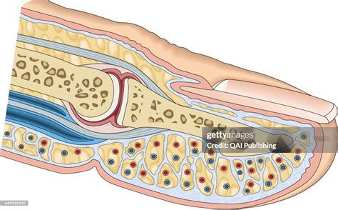 Cross Section Of A Finger This Image Shows The Interior Structure Of