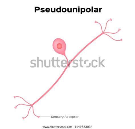 Neuron Pseudounipolar Anatomy Vector Infographic Stock Vector Royalty Free 1149583034
