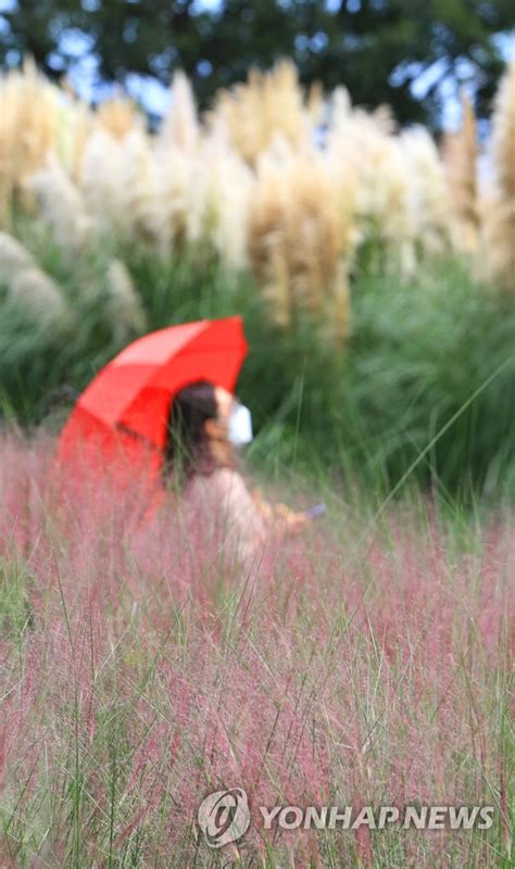 다시 찾아온 핑크뮬리의 계절 연합뉴스