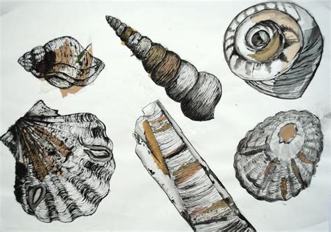 Shell Drawing Shell Drawings Sea Life Art Art