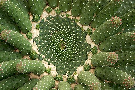Succulents With Fibonacci Spirals Natur Kaktus