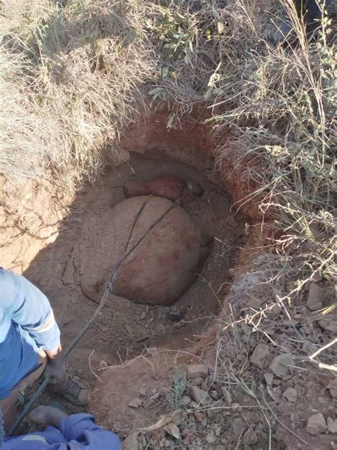 Insiza Farmers Lose Cattle To Open Mine Pits Citezw