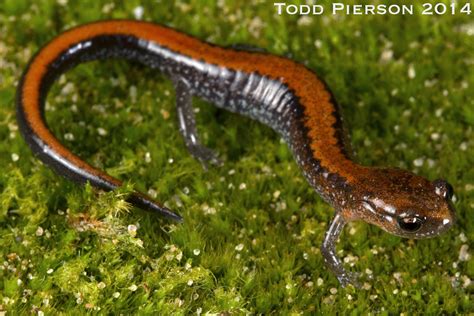 Plethodon Serratus