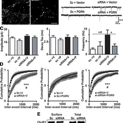 The Density Of Presynaptic Clusters Is Reduced But The Number Of