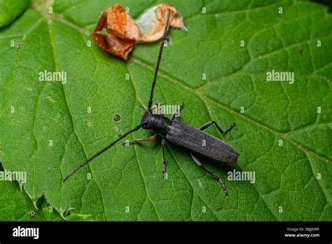 Black Elongated Body Of A Cerambycidae Longhorn Beetle Is Visible On A Green Leaf With Very Long