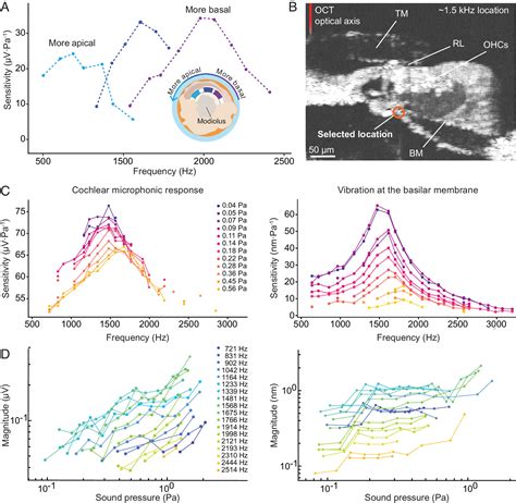 Amplification Through Local Critical Behavior In The Mammalian Cochlea