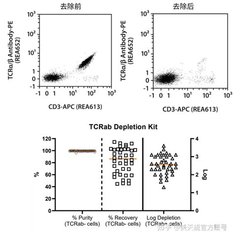 避免细胞激活、分离扩增特定亚群细胞、阳选细胞不带磁珠γδt细胞分选磁珠统统都实现！ 知乎