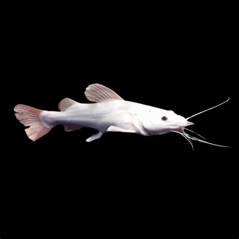 Platinum Red Tailed Catfish Phractocephalus Hemioliopterus 10cm Sims