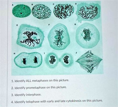 Solved 1 Identify All Metaphases On This Picture 2 Identify Prometaphase On This Picture 3