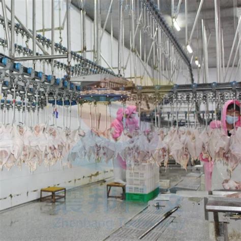 Broiler Chicken Slaughter Poultry Processing Plant Chicken Processing