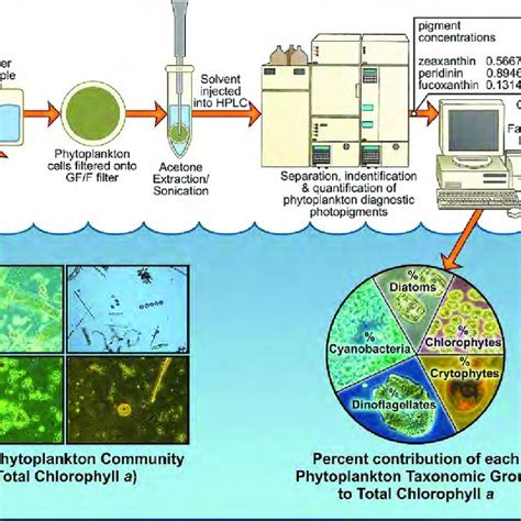3 Claw Hypothesis After Charleson Et Al 1987 Negative Feedback To