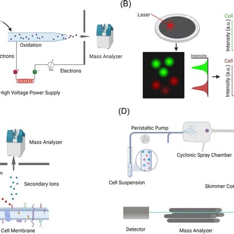 The Workflow Of Four Revolutionized Single‐cell Mass Spectrometry Ms