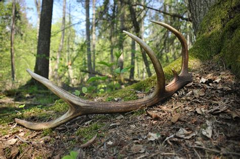 How To Recycle Antlers That Deer Elk And Moose Shed