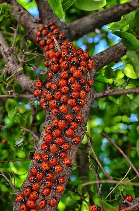 Ladybugs Artofit