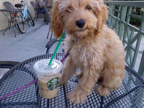 Pin By Elizabeth Beare Tucker On Dreaming Of Honey Cute Puppies And