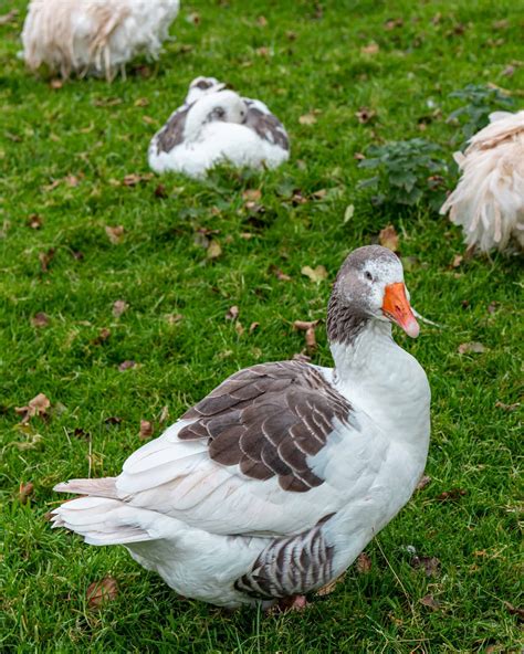 13 White Geese Breeds With Pictures Bird Helpful