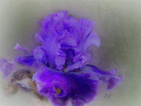Frilly Iris 4 Photograph By Elaine Teague Pixels