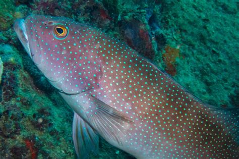 Mérou Léopard • Plectropomus Leopardus • Fiche Poissons