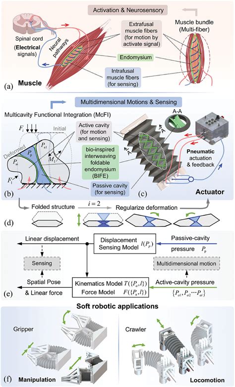 Biorobotics And Foldable Intelligence Laboratory 仿生机器人与折展智能实验室