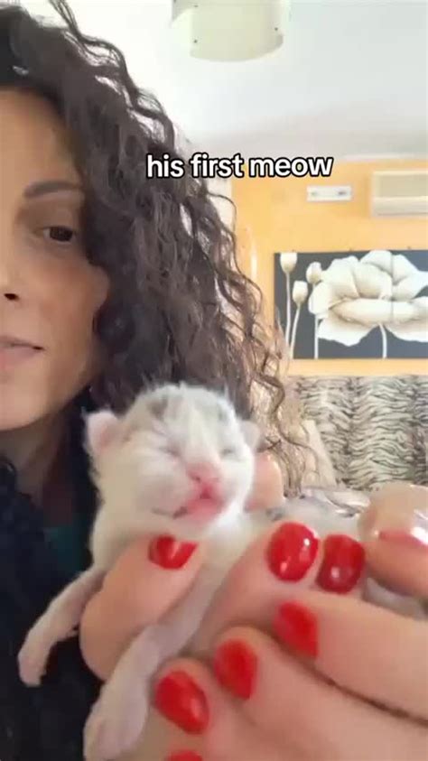 Tried To Reorganise My Folders And Lost My Cat Honks And Cats Crying When Being Pulled Away