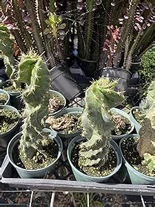 Live Cereus Validus Spiralis Cactus Plant Spiral Columnar