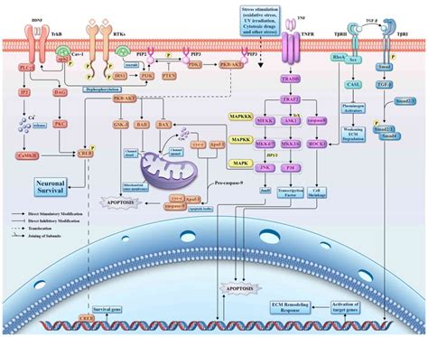 International Journal Of Molecular Medicine