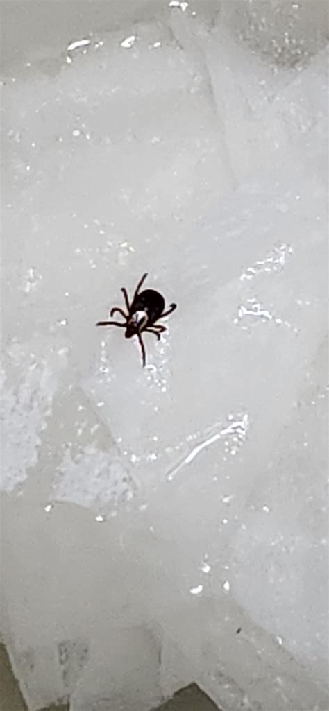 Tick Or Spider Rwhatsthisbug