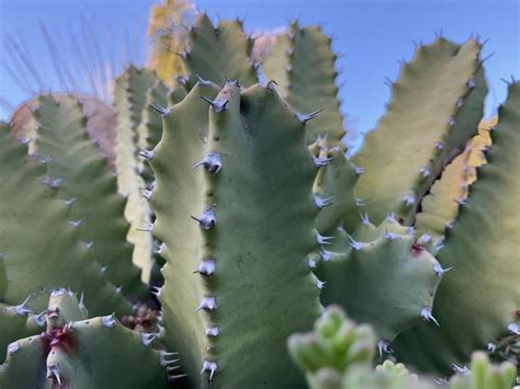Variegated And Fasciated Cacti Rsucculents