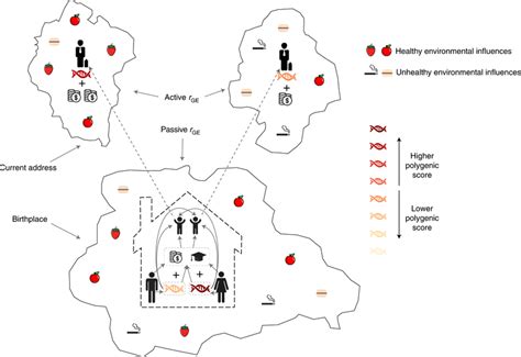 Schematic Illustration Of Geneenvironment Correlations Rge The