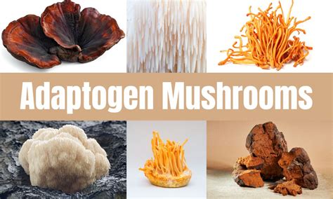 Adaptogen Mushrooms 101 What They Are And Why You Should Care Rawnice