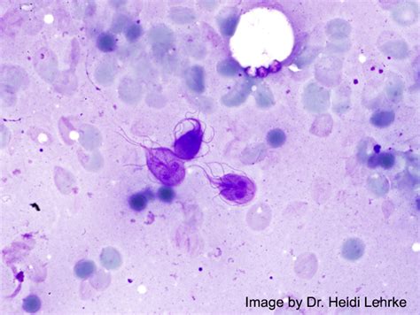 Giardia Duodenalis Trophozoites