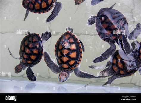 Turtles Eating Seawwed At The Mnarani Turtle Sanctuary Turtle