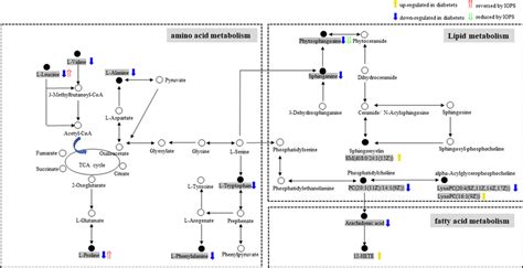 The Metabolic Pathway Network Of The Pathological Processes Of Diabetes