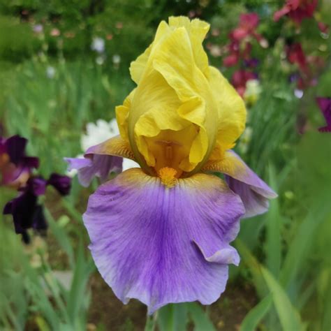 Iris Joli Coeur Clematite Ro