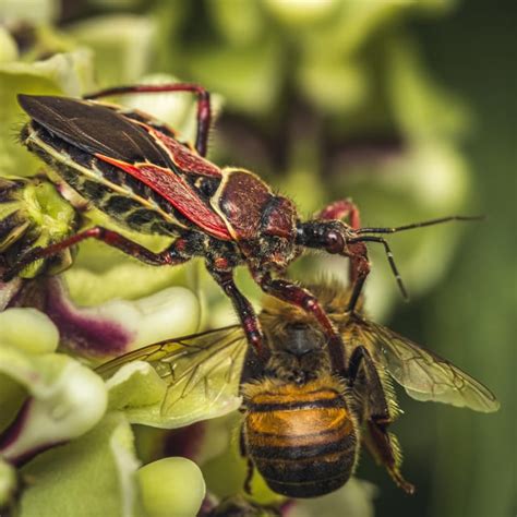 Bee Assassin Bug Eating Bee Oc Rmacroporn