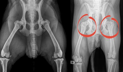 Hip Dysplasia And Hip Conditions In Dogs Surgery And Costs