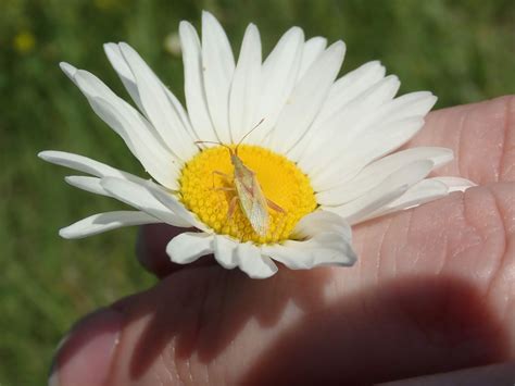 Springfield Plateau Prairie Bioblitz 2019 Springfield Plateau Prairie Bioblitz 2019