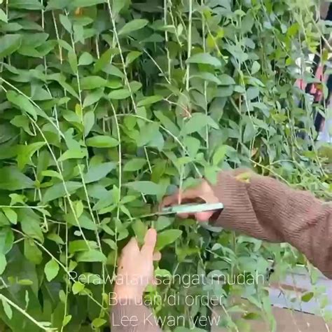 Jual Termurah Lee Kwan Yew Sudah Berdaun Dan Berakar Tanaman Hias Lee Kwan Yew Shopee