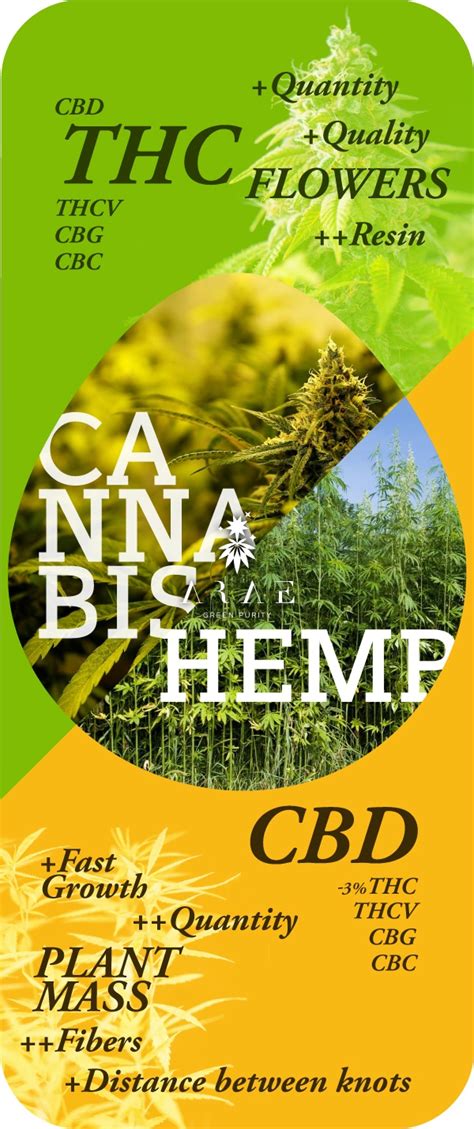 Differences Between Hemp And Cannabis