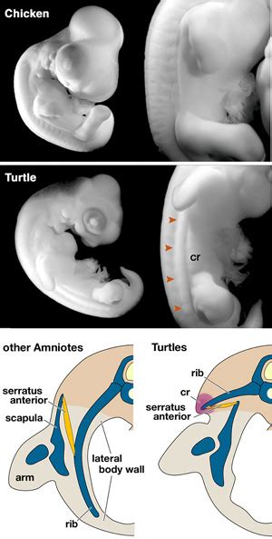Turtle Embryology Stages Of Development