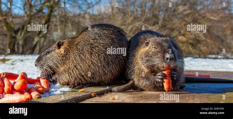 Muskrat Vs Nutria