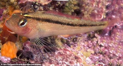 Fish Sex Organs Boosted Under High CO2 Study Finds Daily Mail Online