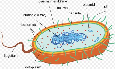 Simple Prokaryotic Cell Diagram
