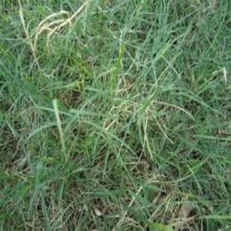 Druva In Panvel Id 2856676988873