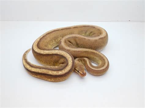 Male Fire G Stripe Cliff Hanger Reptiles