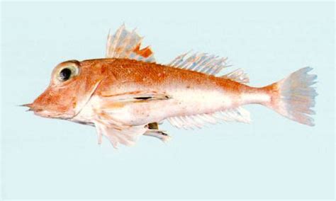 Lepidotrigla Spiloptera Marine Biodiversity Portal Of Bangladesh