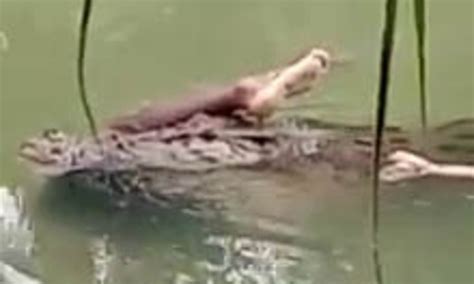 Crocodile Attack Man