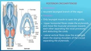 Anatomy Of Larynx Meeee Finalpptx