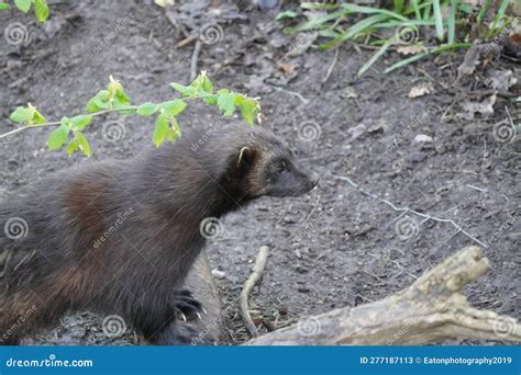 Wolverine Looking Out Stock Image Image Of Face Mammalia 277187113